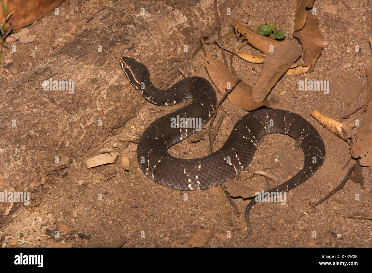 Common Cantil (Agkistrodon bilineatus) from Sonora, Mexico Stock Photo ...