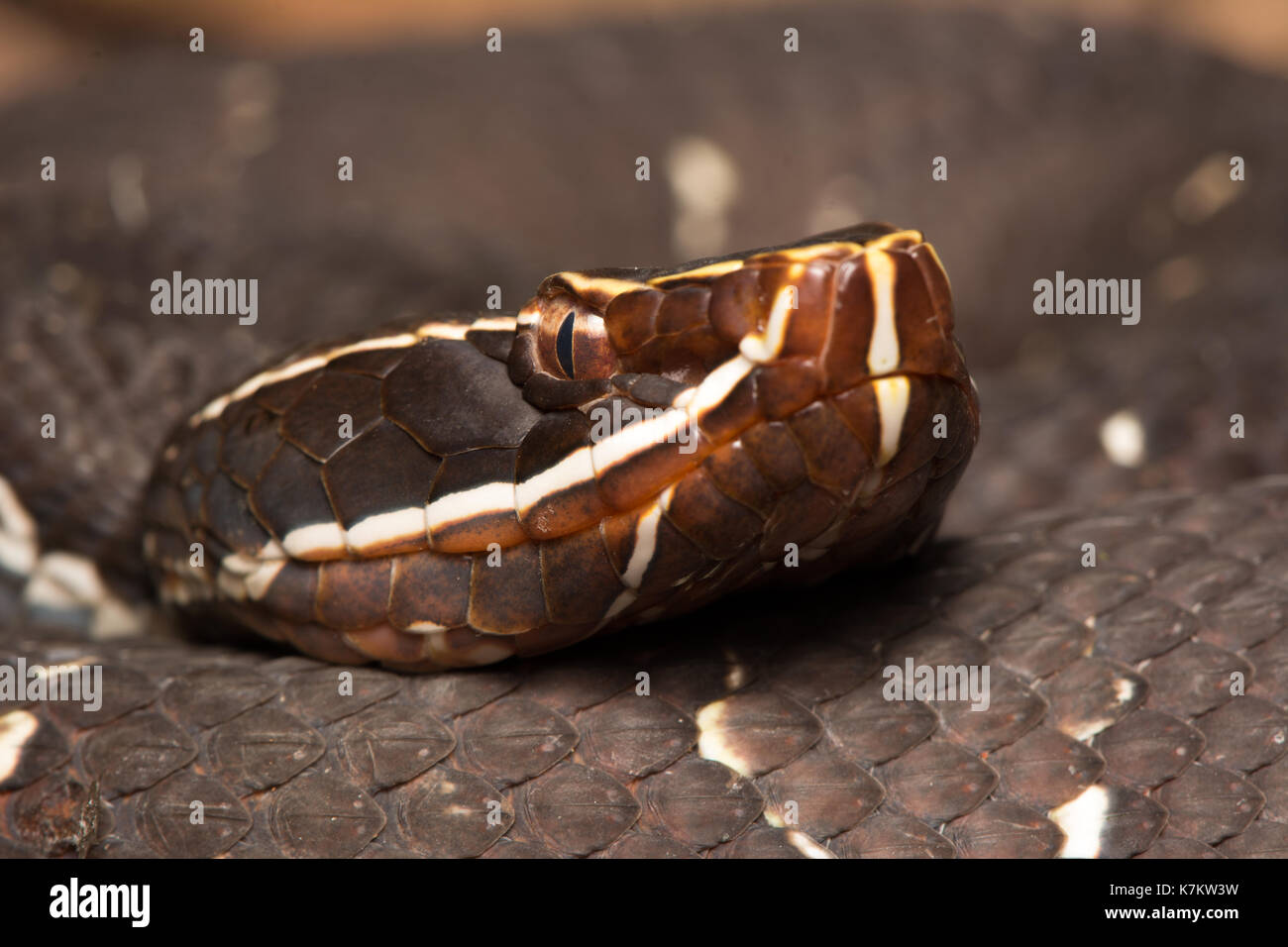 Common Cantil (Agkistrodon bilineatus) from Sonora, Mexico Stock Photo ...