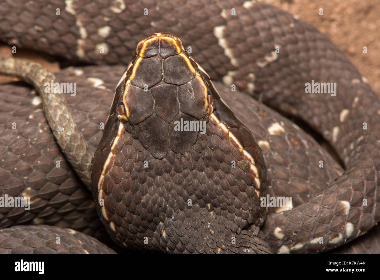 Common Cantil (Agkistrodon bilineatus) from Sonora, Mexico Stock Photo ...