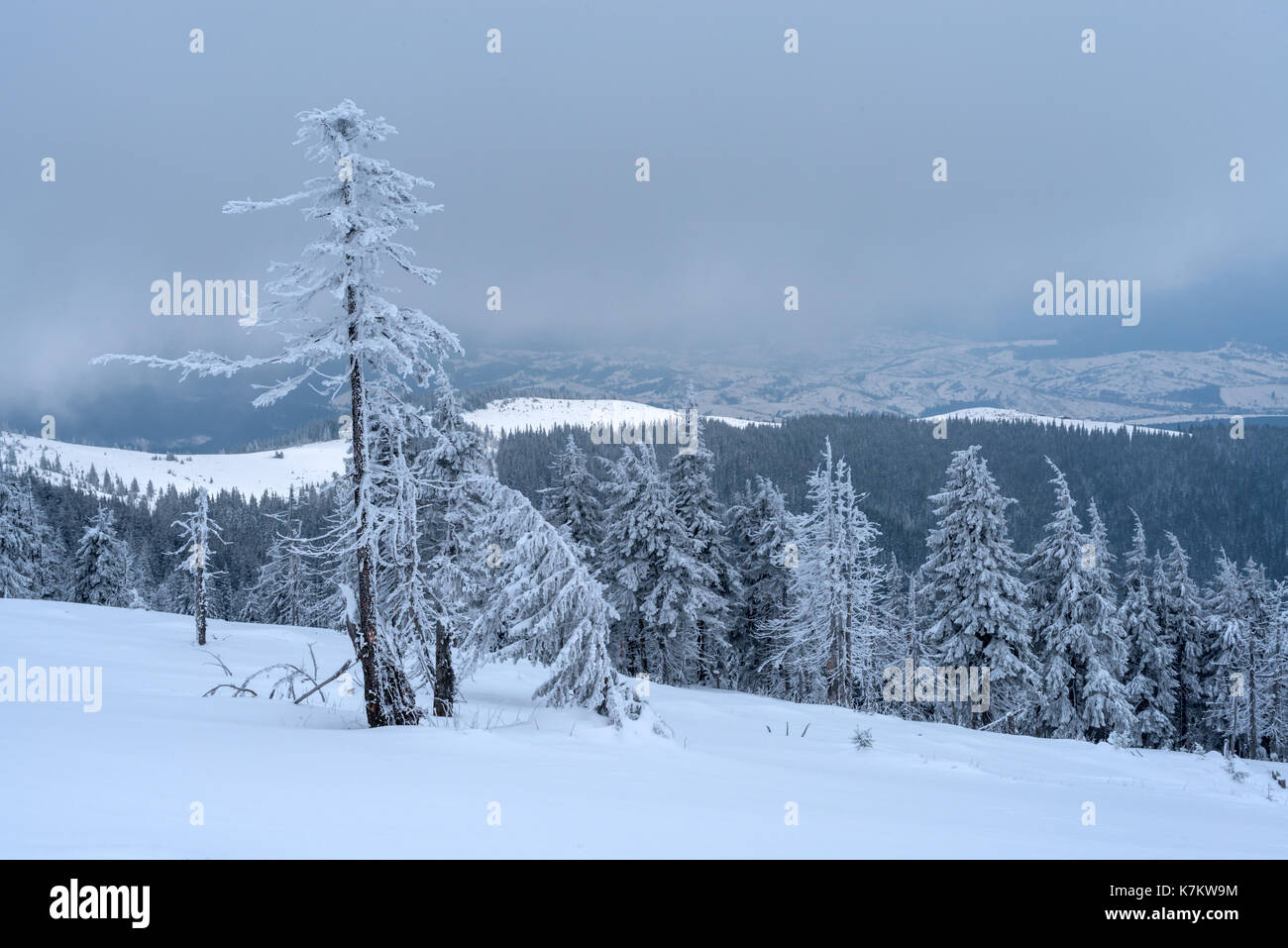 Fantastic winter landscape with snowy trees. Carpathians, Ukraine ...