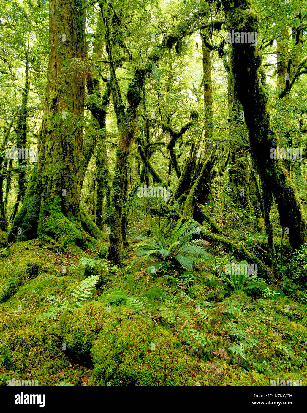 Woodland trees and forest floor vegetation green lush flora hi-res ...