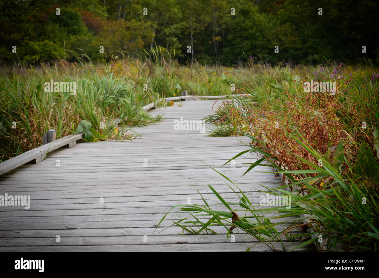 Boardwalk in the wetland Stock Photo - Alamy