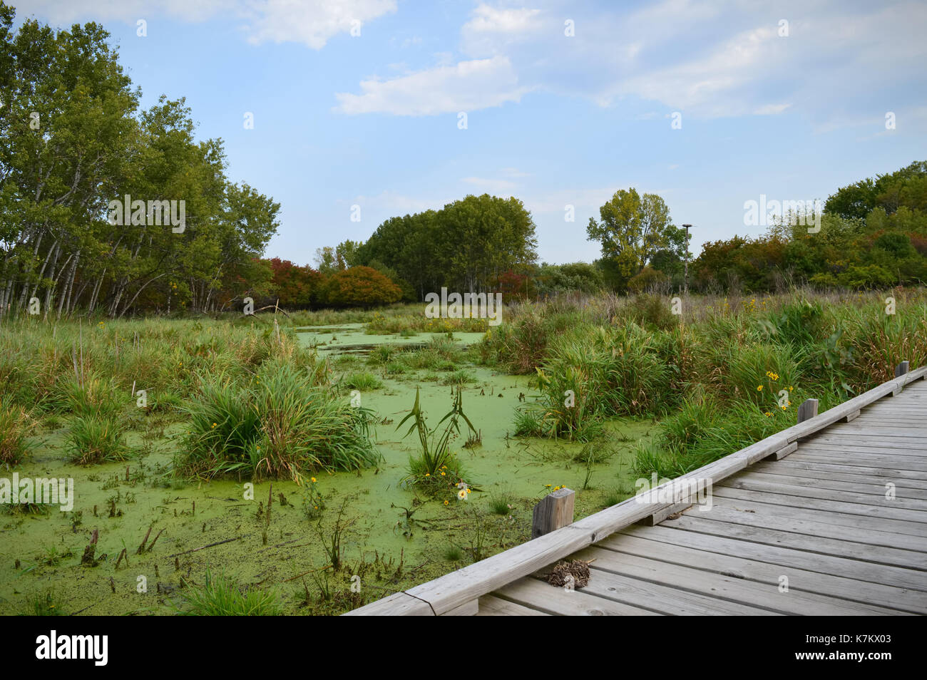 Wetland walking path hi-res stock photography and images - Alamy