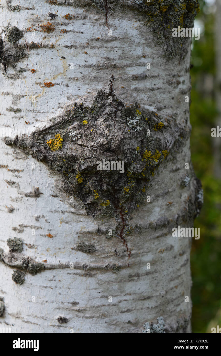Aspen tree texture hi-res stock photography and images - Alamy