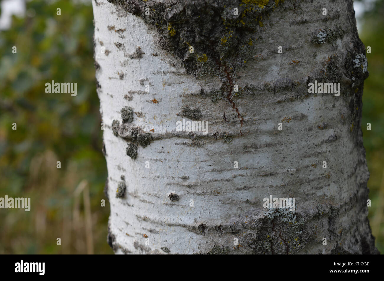 Aspen tree bark Stock Photo - Alamy