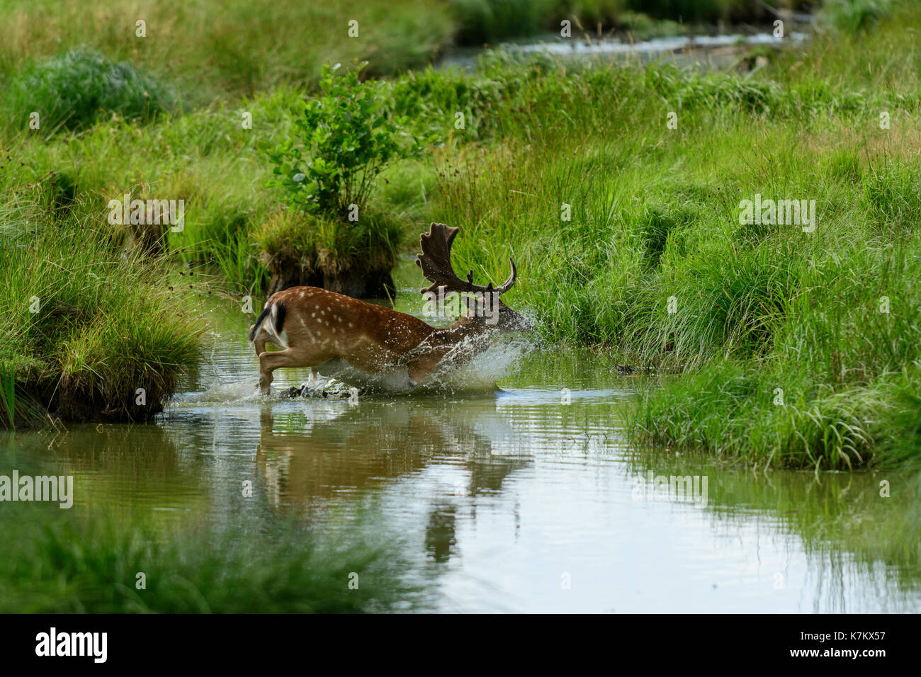 Moving fast through the water hi-res stock photography and images - Alamy
