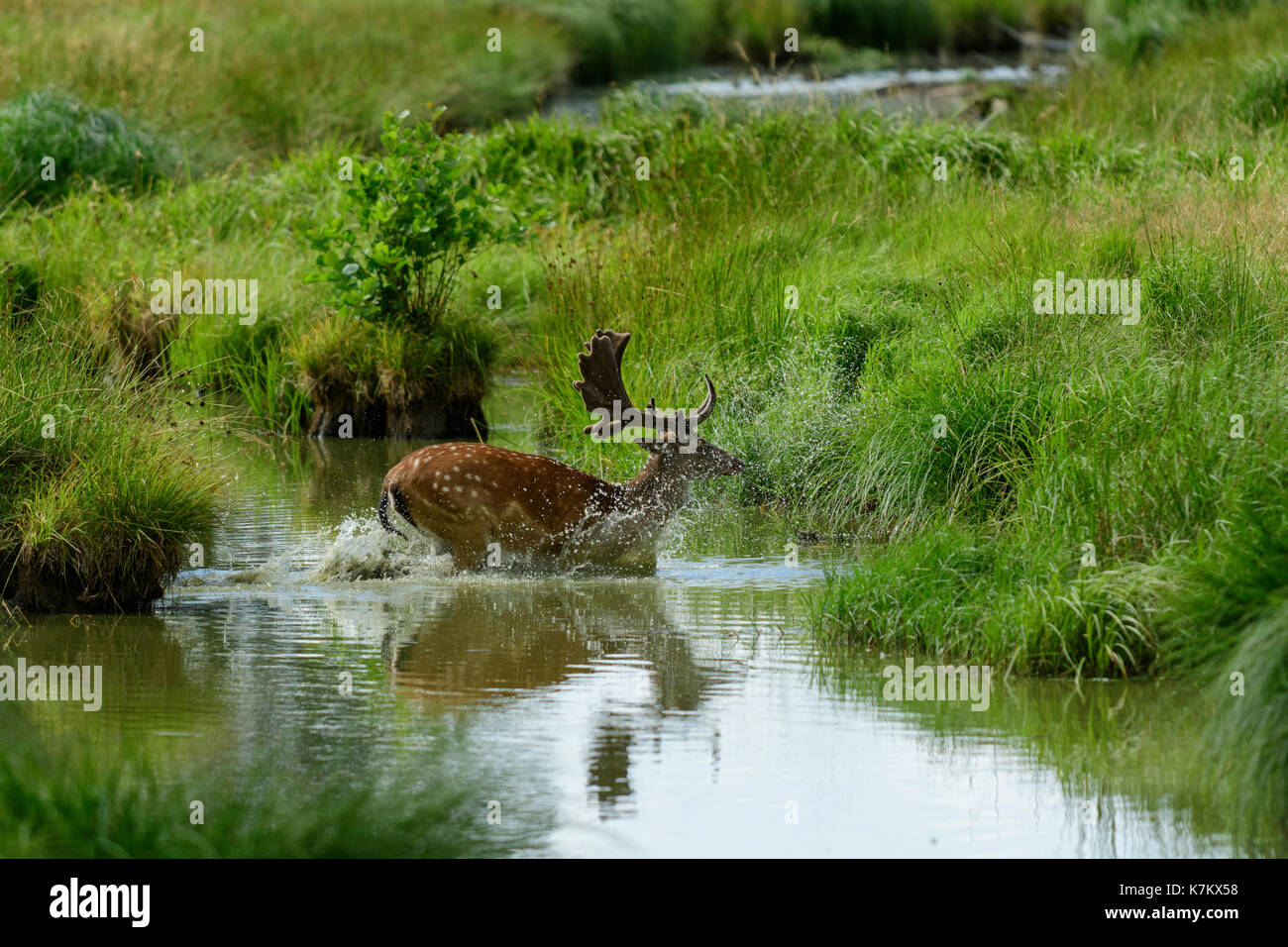 Fallow deer jumping and splashing through water Stock Photo - Alamy