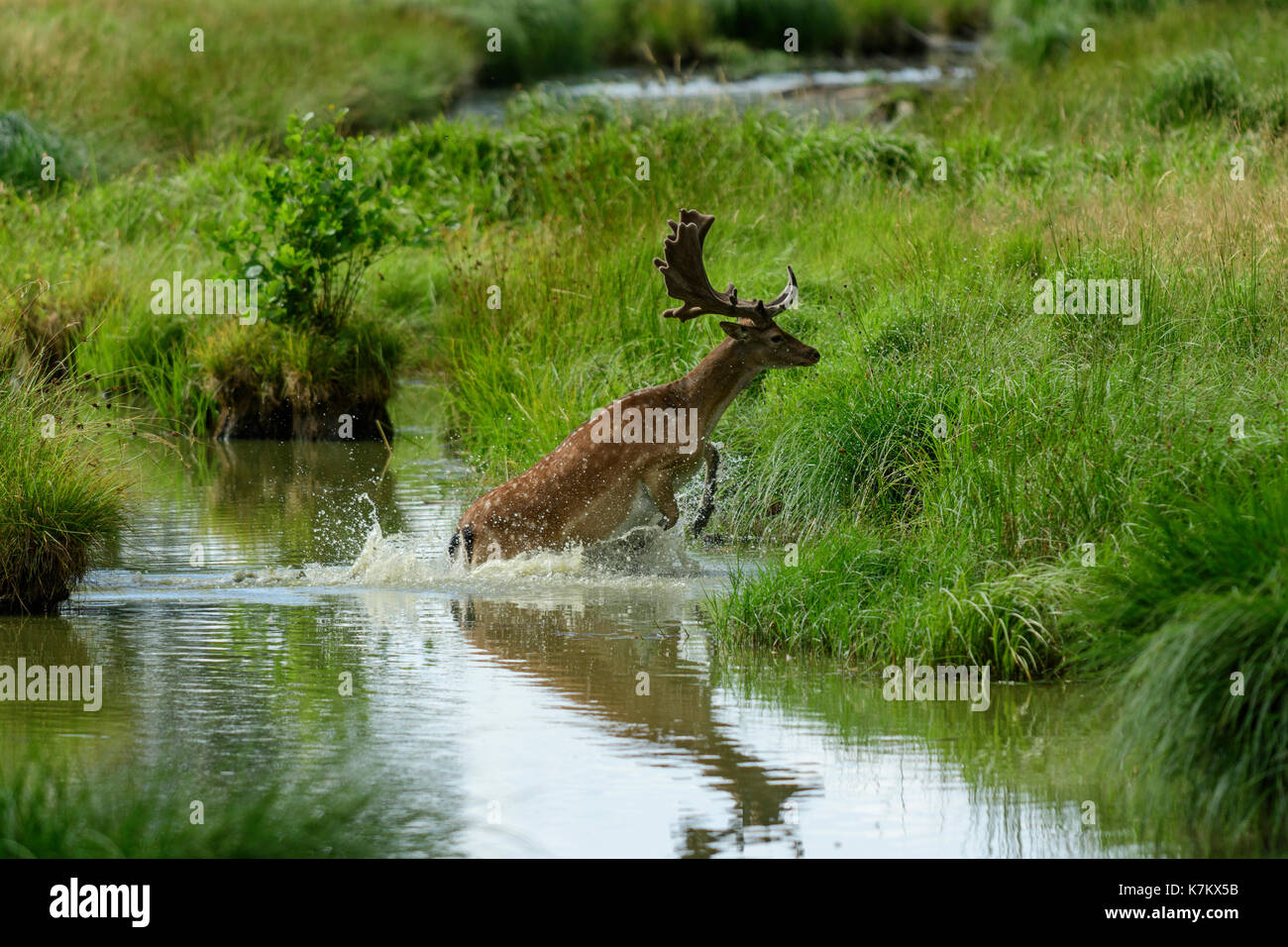 Fallow deer jumping and splashing through water Stock Photo - Alamy
