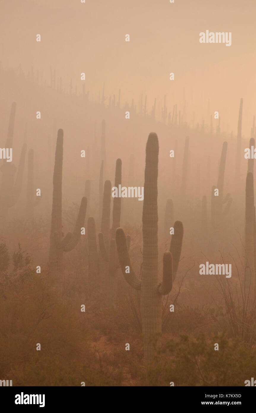 Fog settles over Saguaro National Park West after a winter storm ...