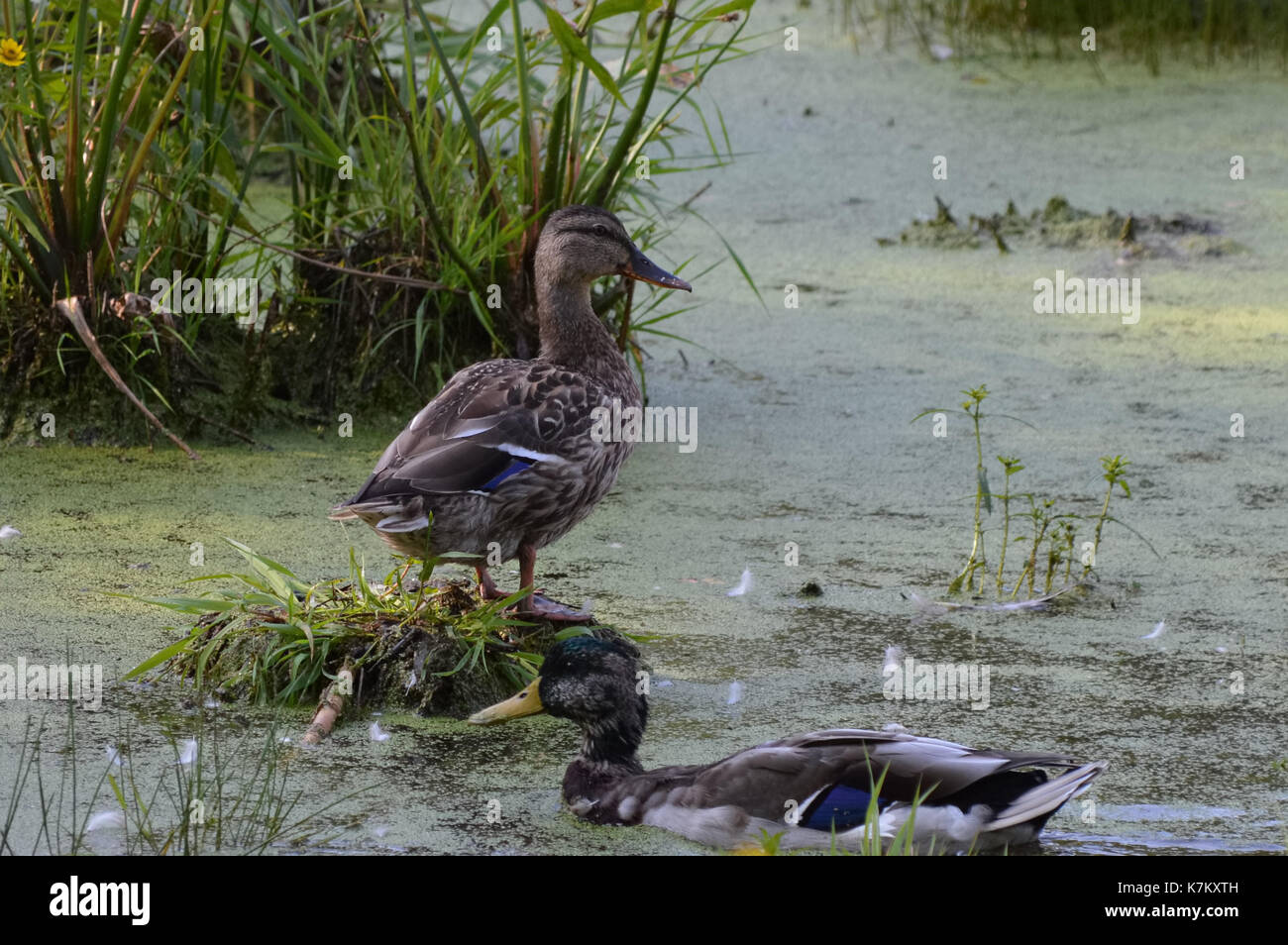 Tall ducks hi-res stock photography and images - Alamy
