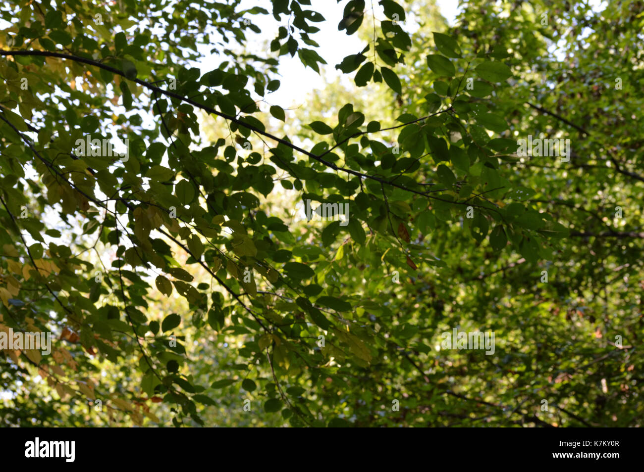 Tree canopy background Stock Photo - Alamy