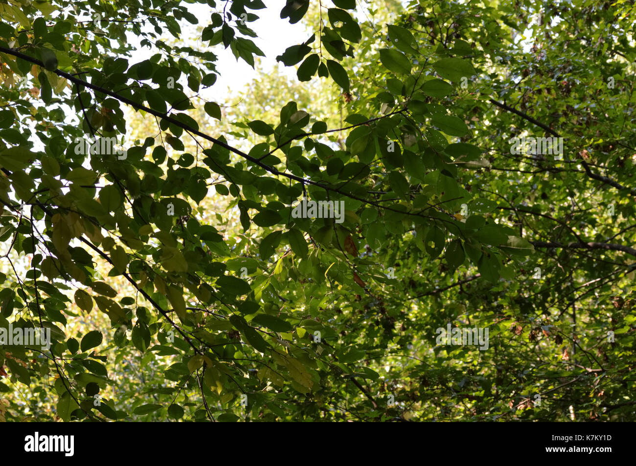 Tree canopy background Stock Photo - Alamy