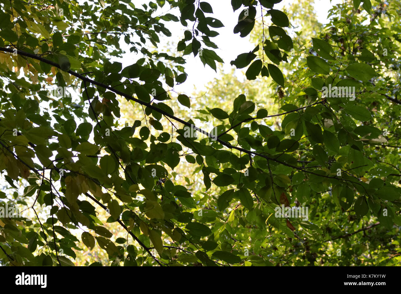 Tree canopy background Stock Photo - Alamy