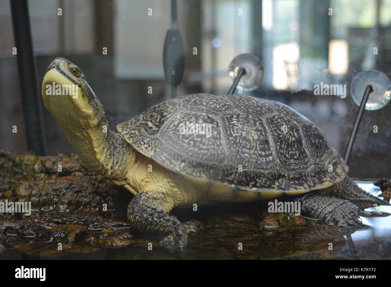 Turtle in the tank Stock Photo - Alamy
