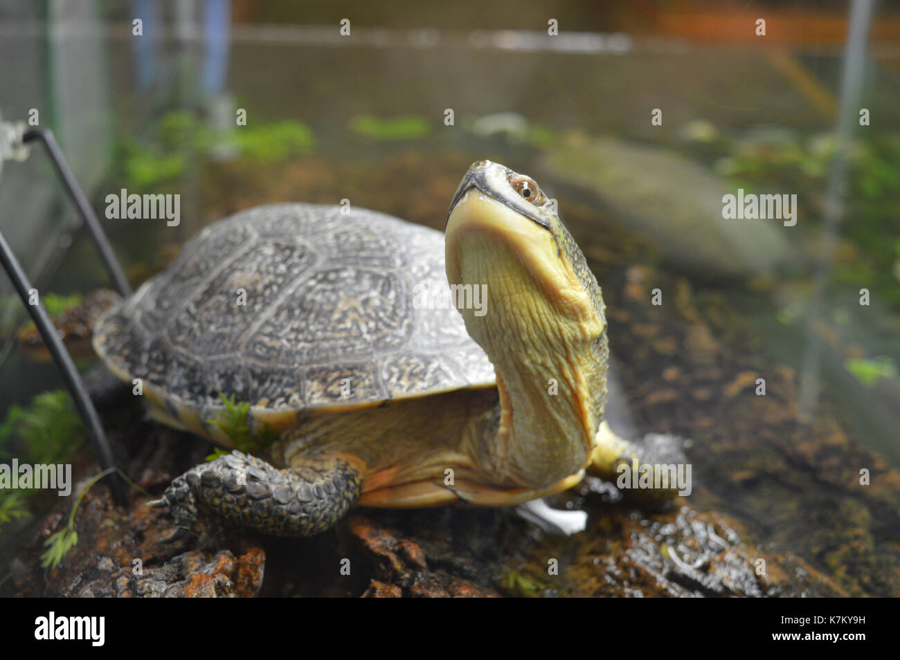 Turtle in the tank Stock Photo - Alamy