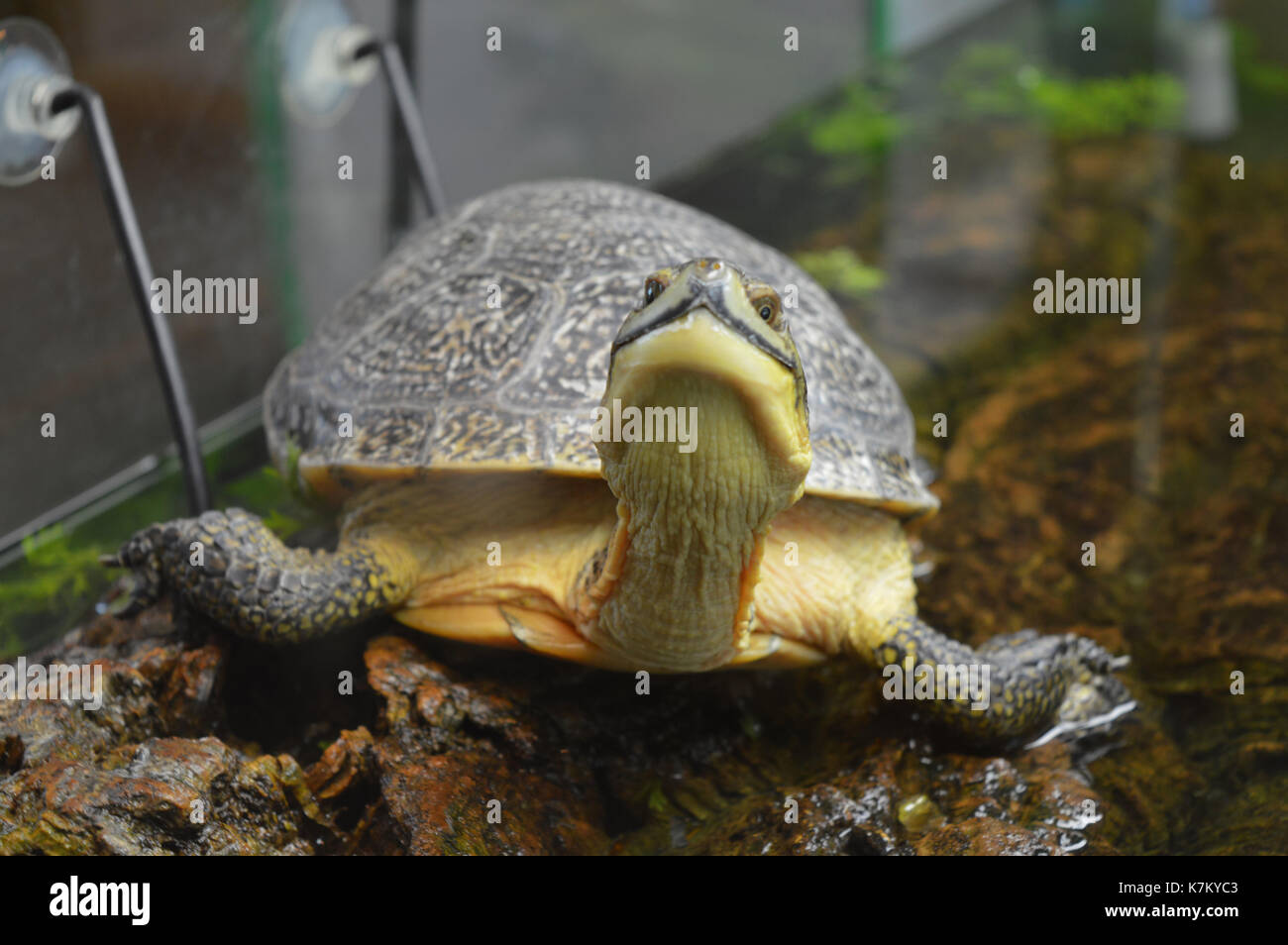 Turtle in the tank Stock Photo - Alamy