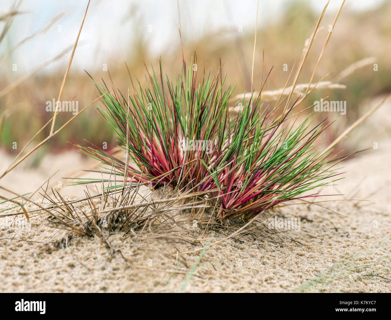 Dune grass called ammophila arenaria, growing on moving dune Wydma ...