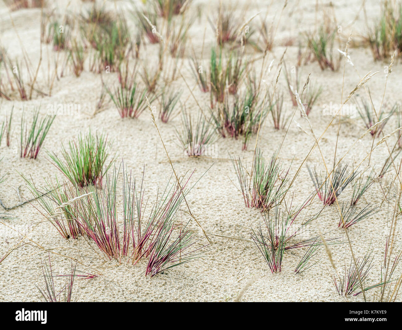 Clumps of dune grass called ammophila arenaria, growing on moving dune ...