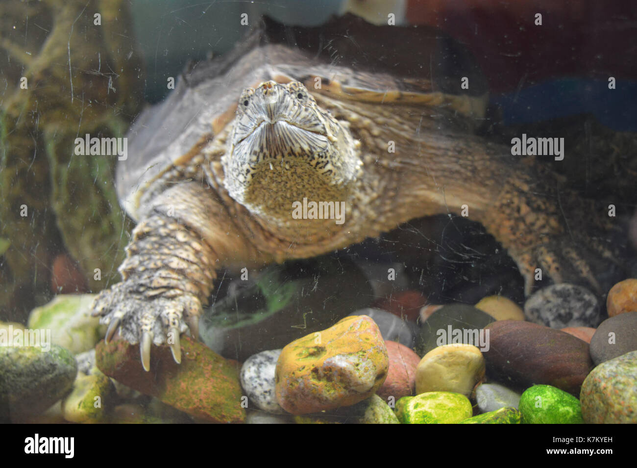 Snapping turtle in the water Stock Photo - Alamy