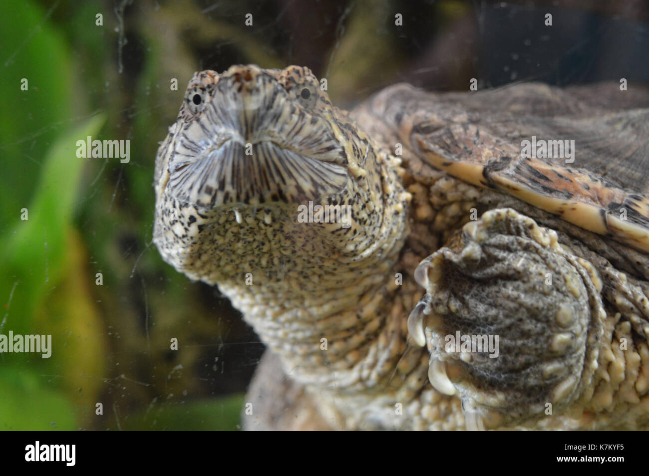 Snapping turtle in the water Stock Photo - Alamy
