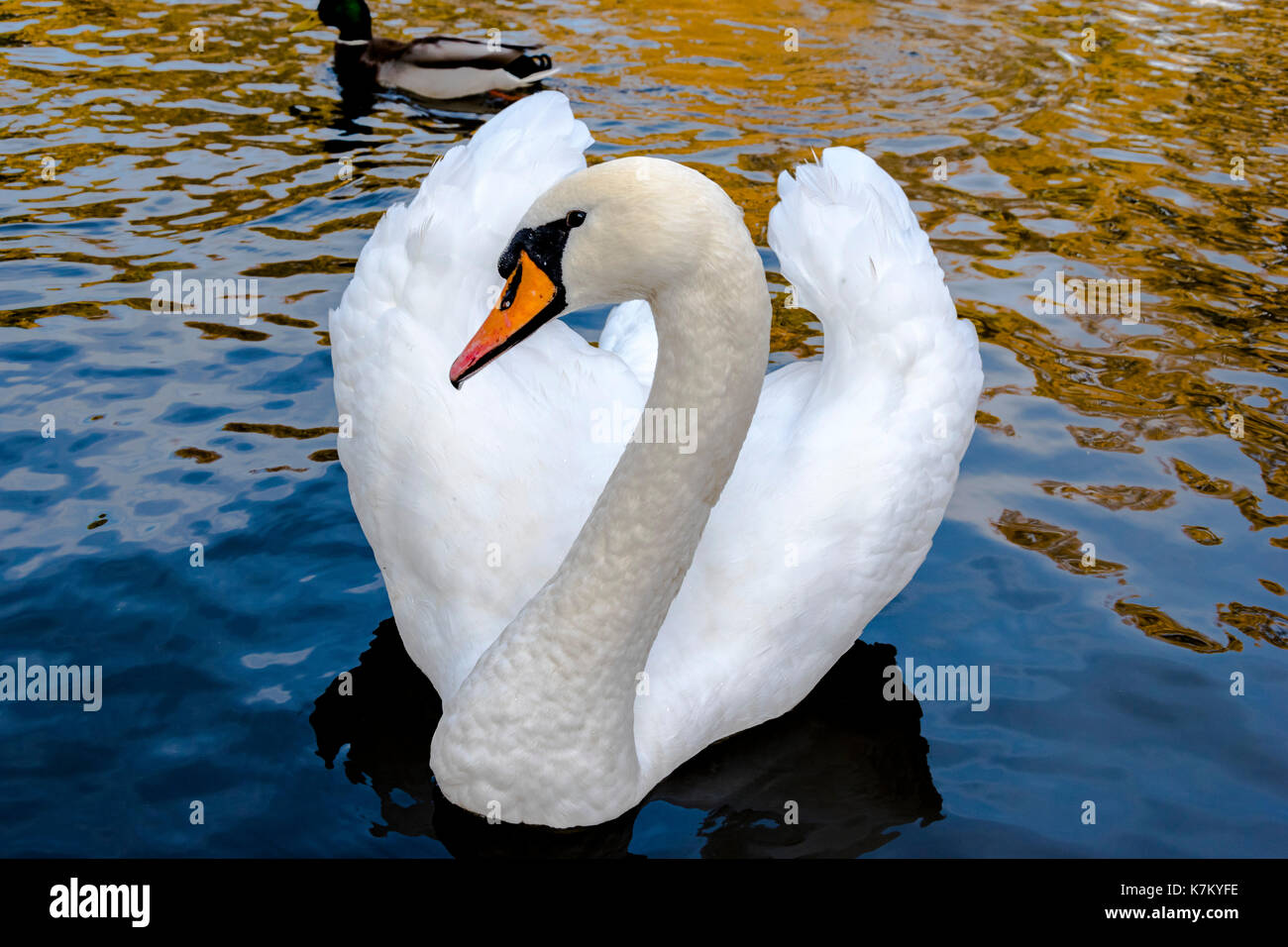 swan on river close-up photo. Beautiful picture, background, wallpaper ...