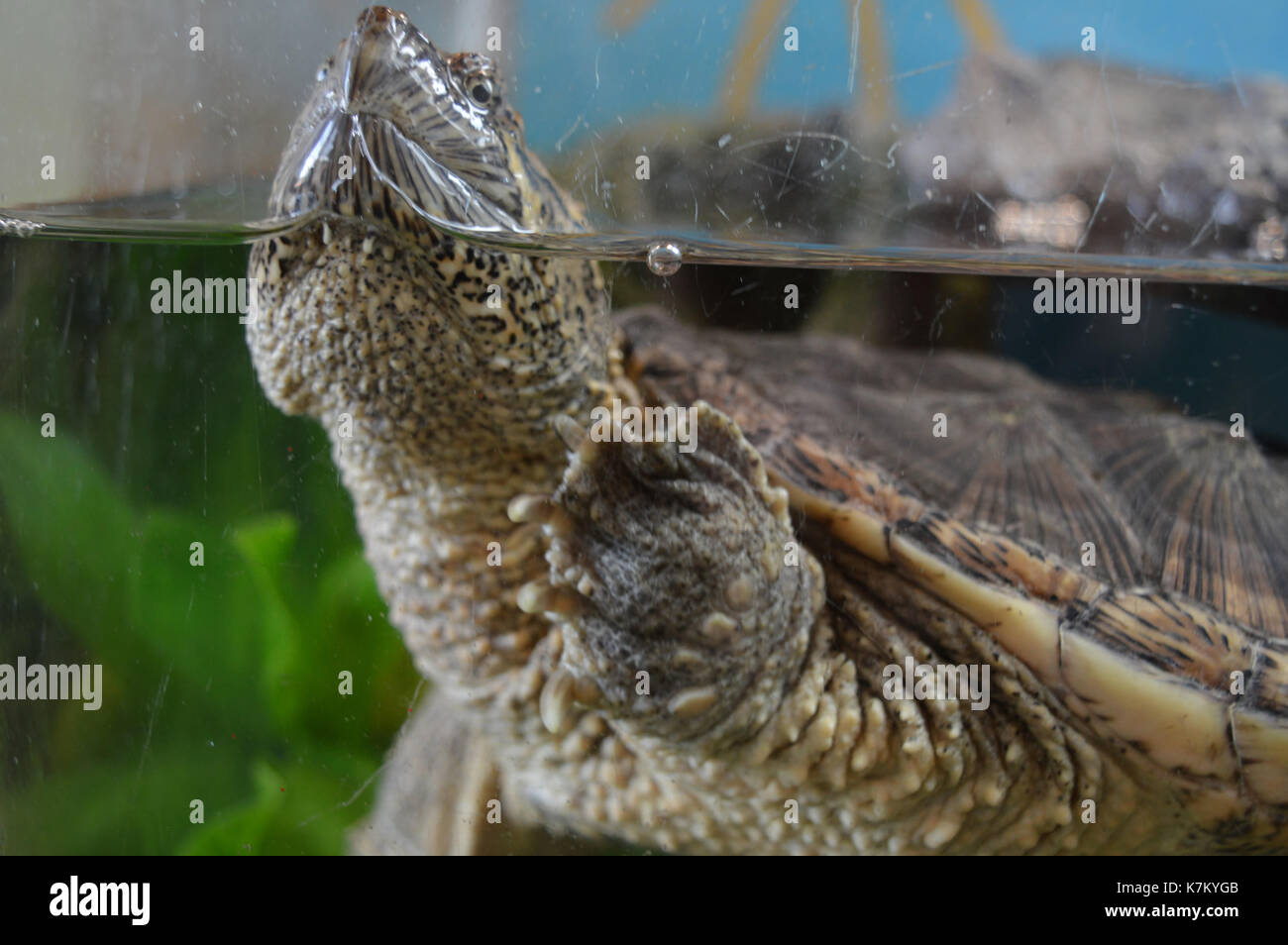 Snapping turtle in the water Stock Photo - Alamy