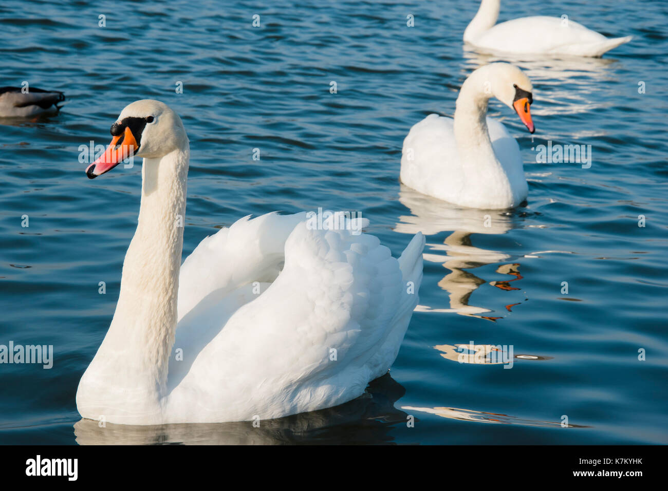 swan and pond, lake photo. Beautiful picture, background, wallpaper ...