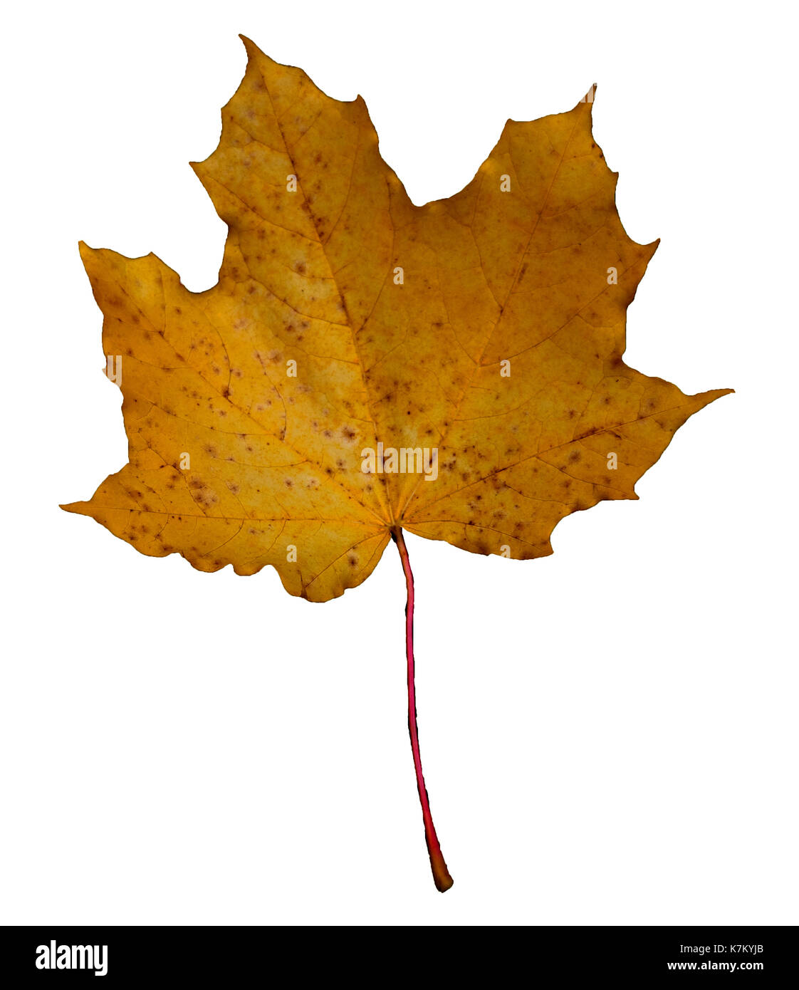 autumn real single leaf picture. Beautiful illustration isolated on ...