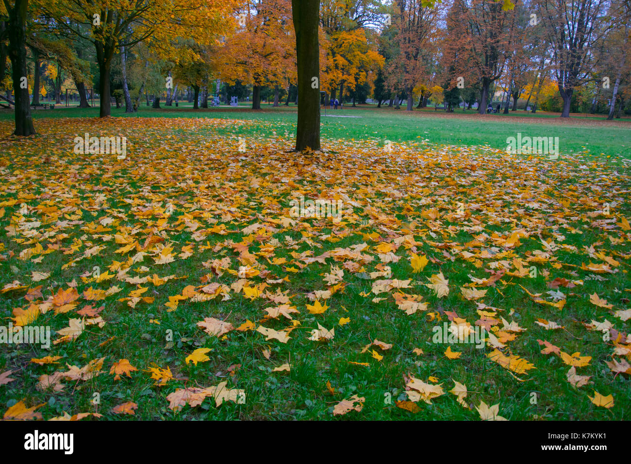 Background of colorful autumn leaves on forest floor Stock Photo - Alamy