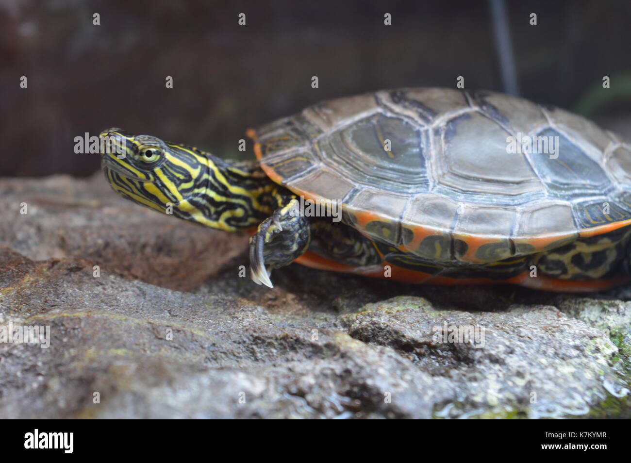 Black painted turtle hi-res stock photography and images - Alamy