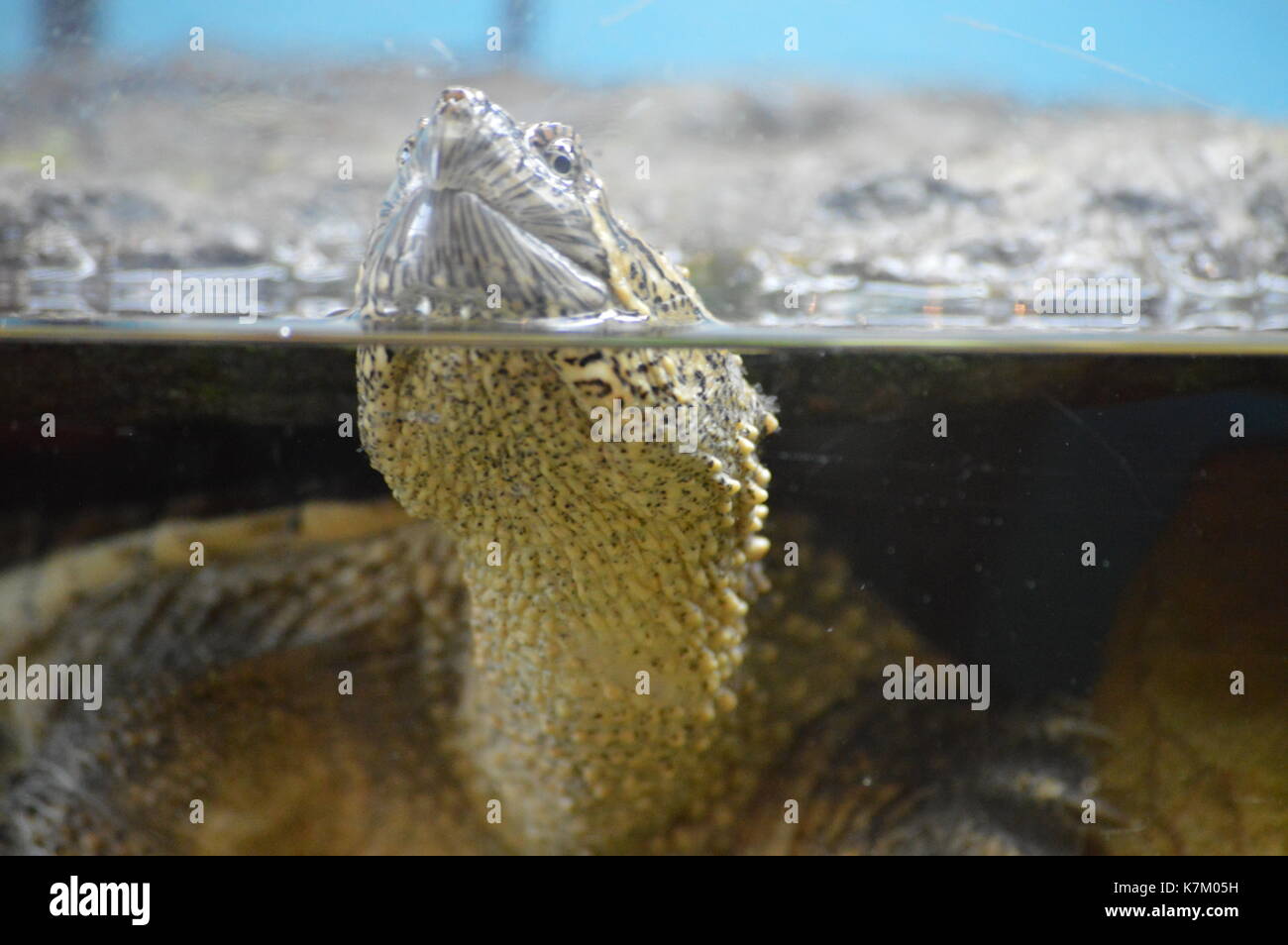 Snapping turtle swimming hi-res stock photography and images - Alamy