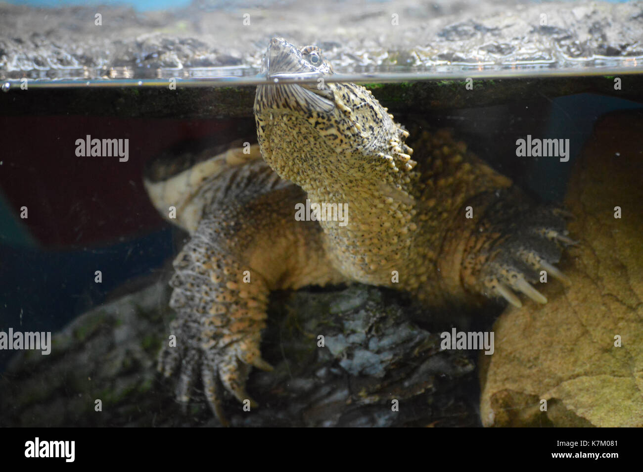 Snapping turtle claws hi-res stock photography and images - Alamy
