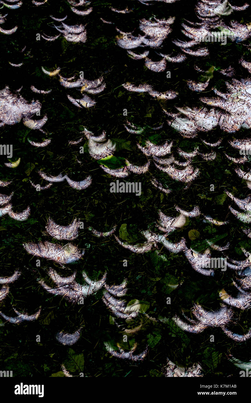 Crescent-shaped shadows during 2017 solar eclipse - Witty's Lagoon ...