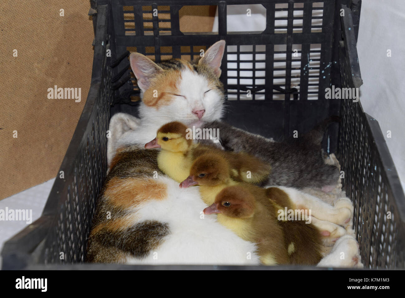 Cat foster mother for the ducklings. Cat in a basket with kitten and ...