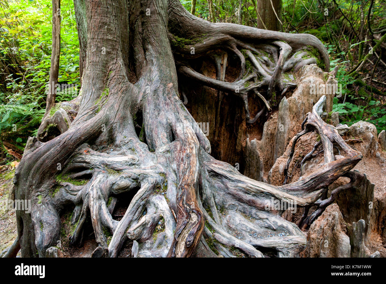 Tree Roots on Nurse Log - Goldstream Provinicial Park - Victoria ...