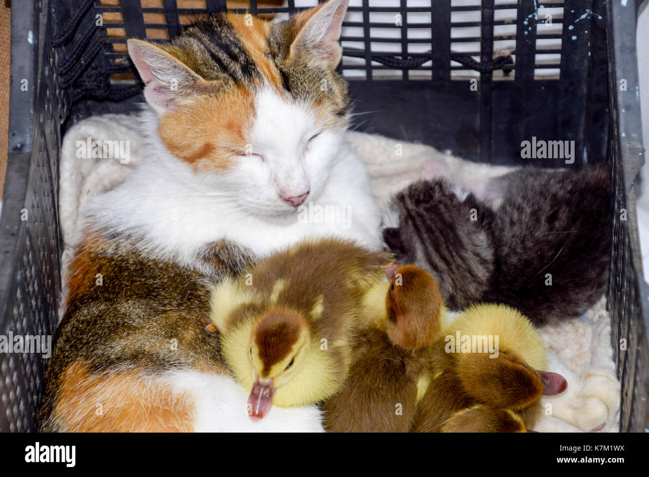 Adopt a duck hi-res stock photography and images - Alamy