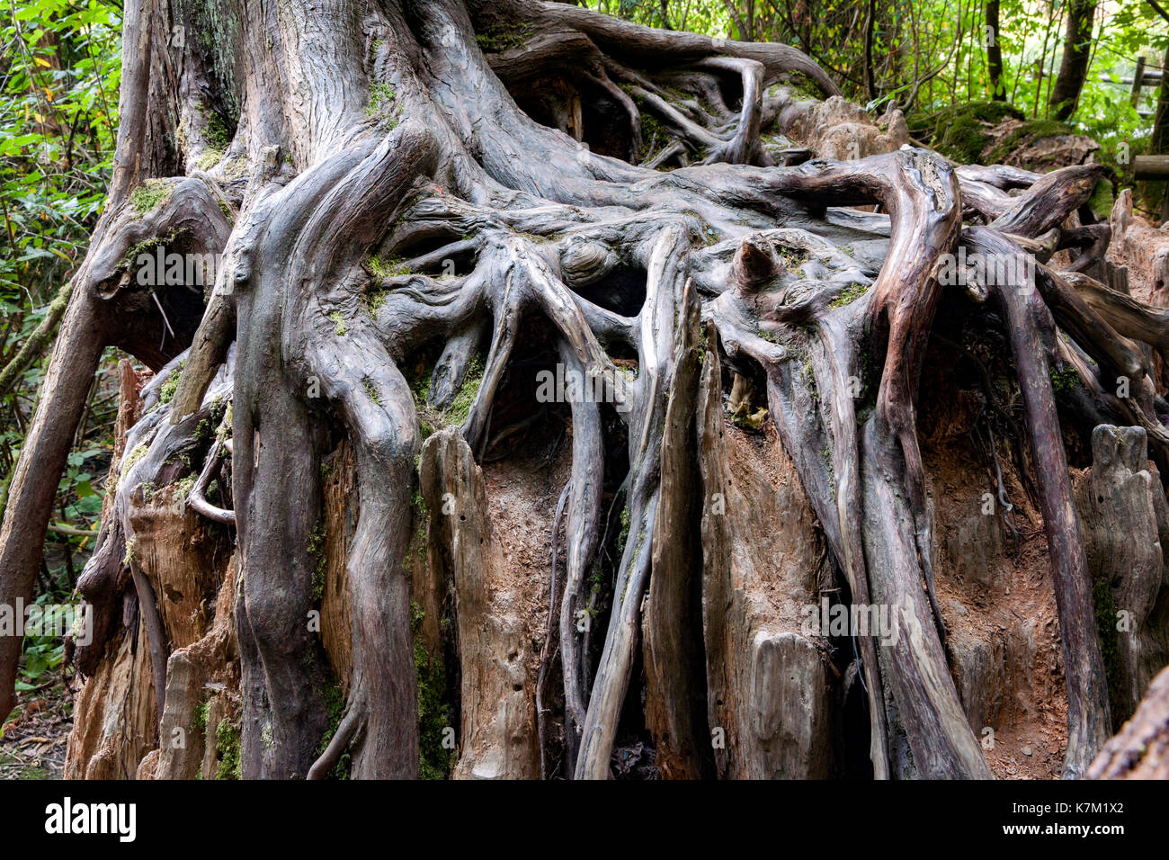 Tree Roots on Nurse Log - Goldstream Provinicial Park - Victoria ...