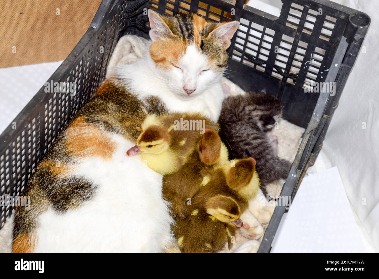 Adopt a duck hi-res stock photography and images - Alamy