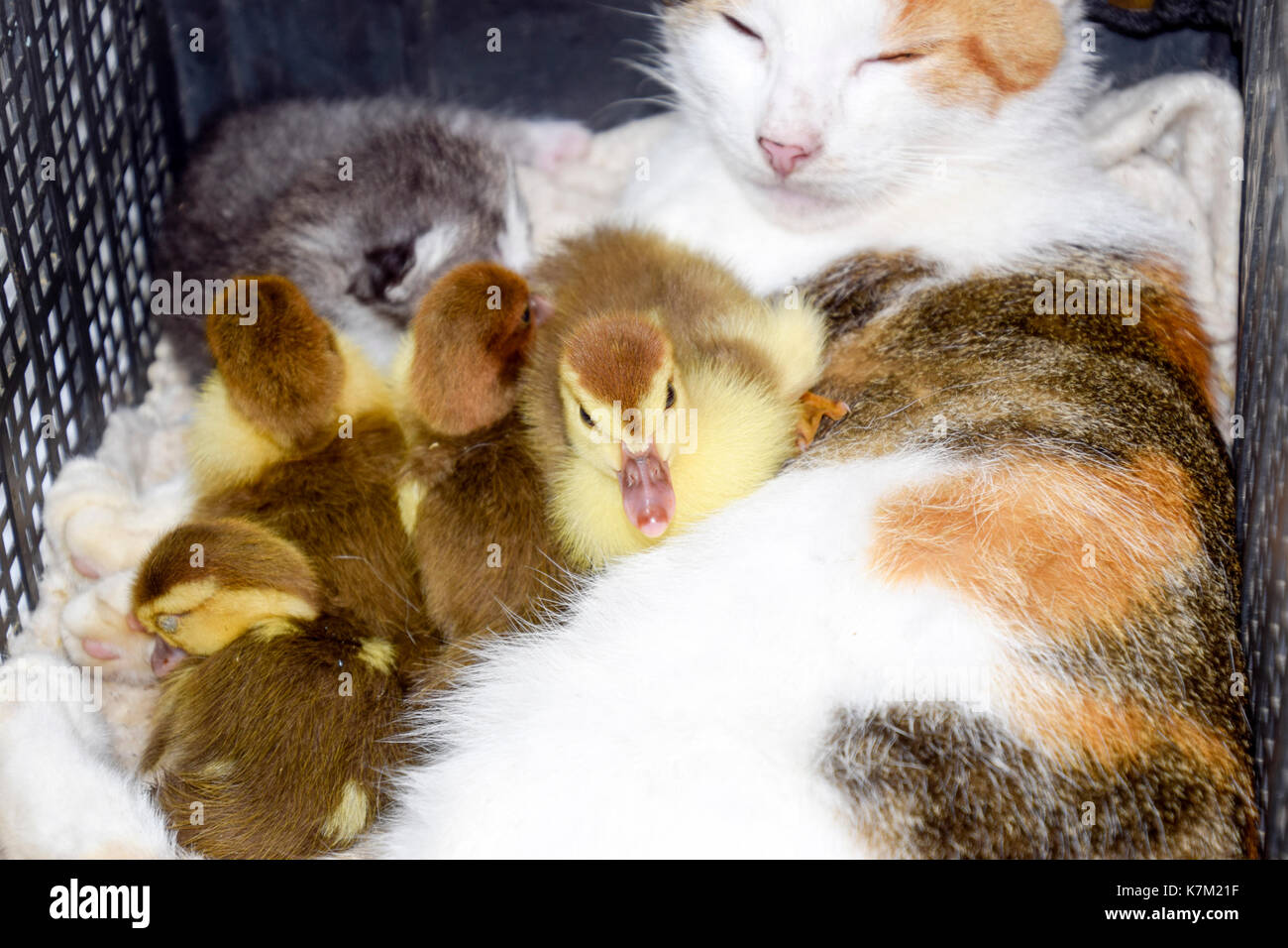 Adopt a duck hi-res stock photography and images - Alamy