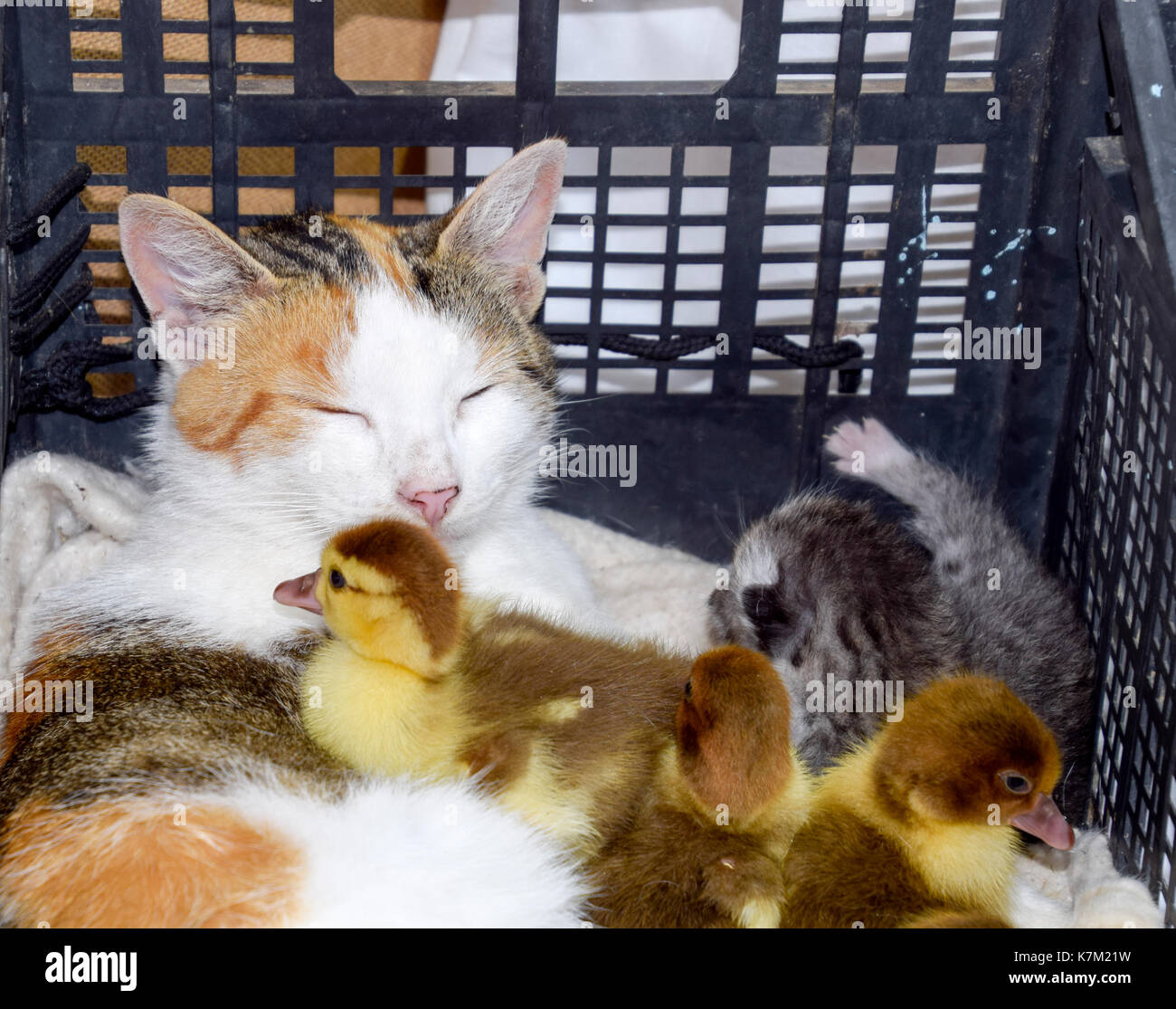Cat foster mother for the ducklings. Cat in a basket with kitten and ...