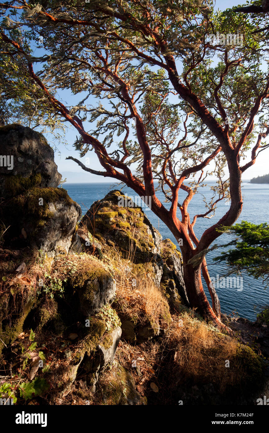 Arbutus tree hi-res stock photography and images - Alamy