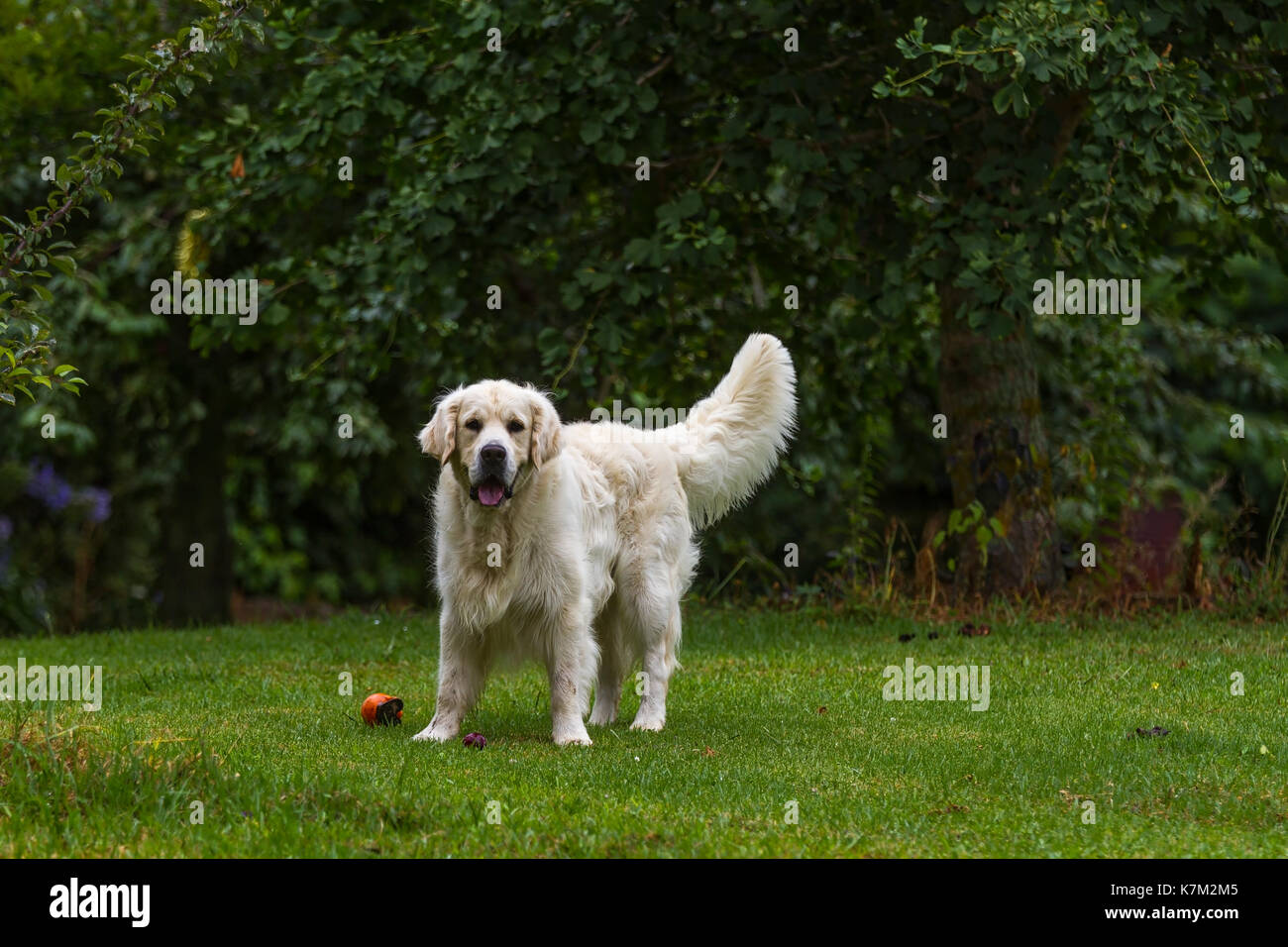 Male golden retriever hi-res stock photography and images - Alamy