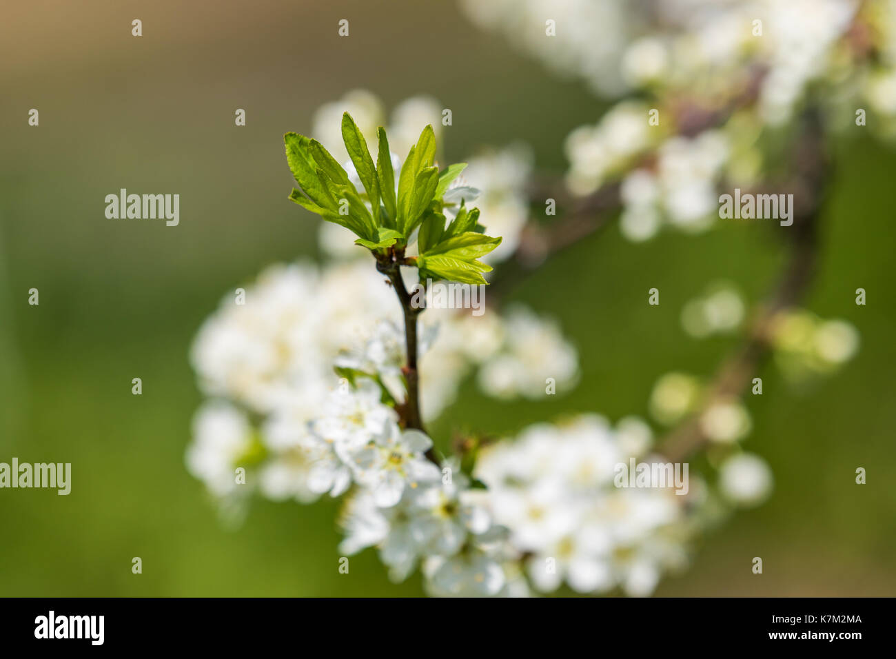 Early spring flowers of a plum tree in full bloom with the backgrounds ...