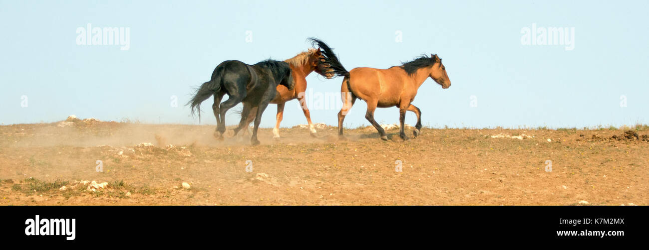Wild Horse Stallion "snaking" (driving) his mares in the Pryor ...