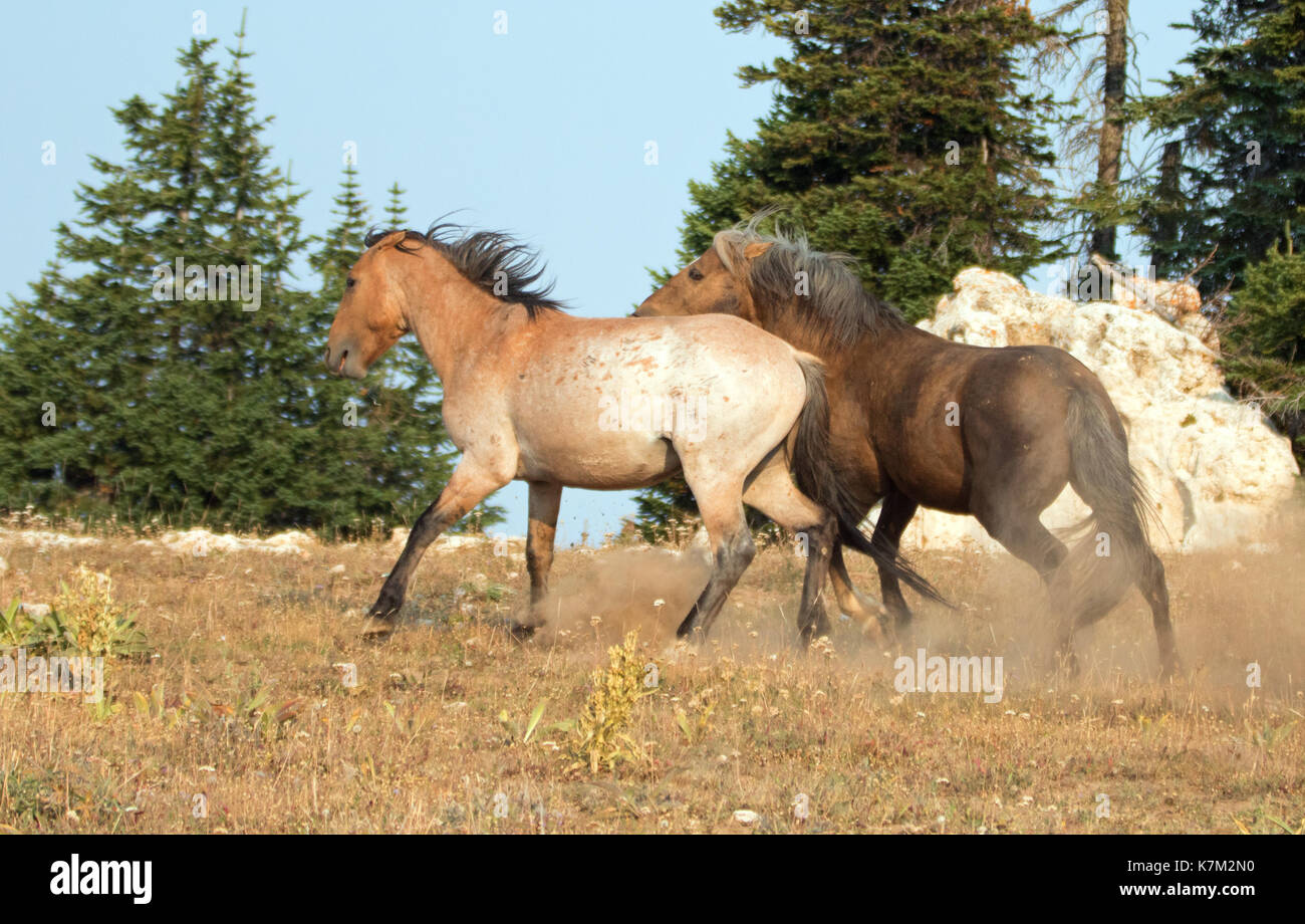 Big stallions mountain hi-res stock photography and images - Alamy