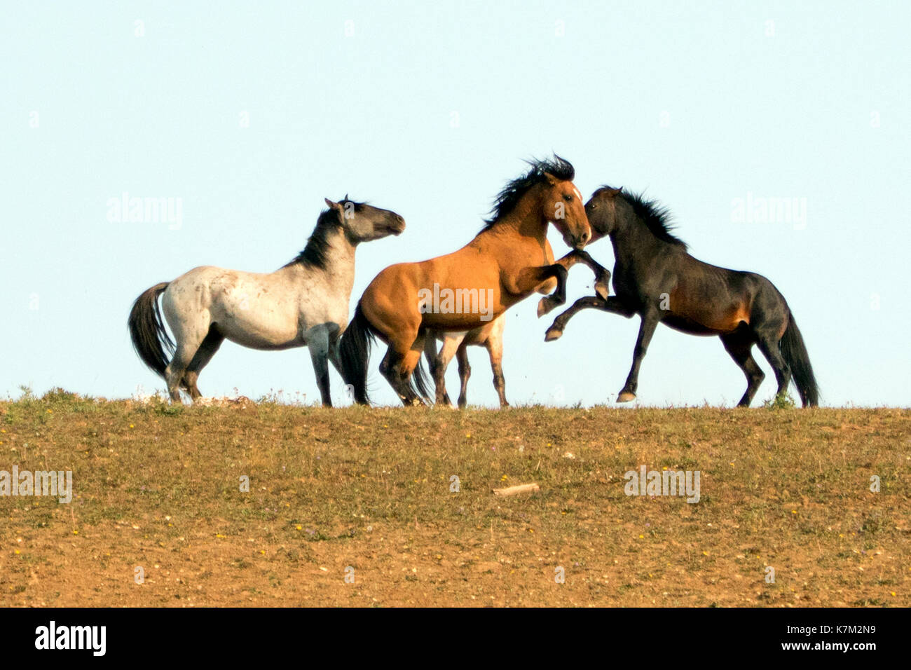 Rearing Horse Palomino High Resolution Stock Photography and Images - Alamy