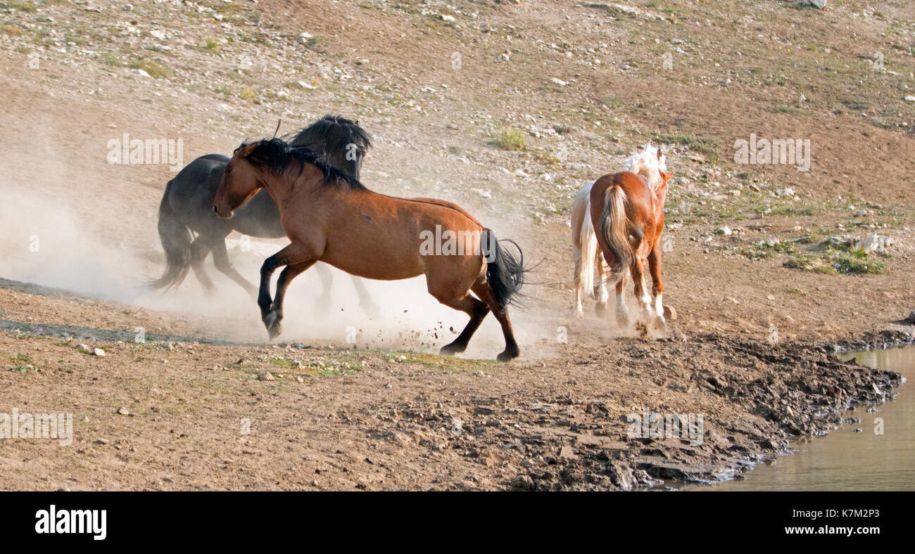 Rearing Horse Palomino High Resolution Stock Photography and Images - Alamy