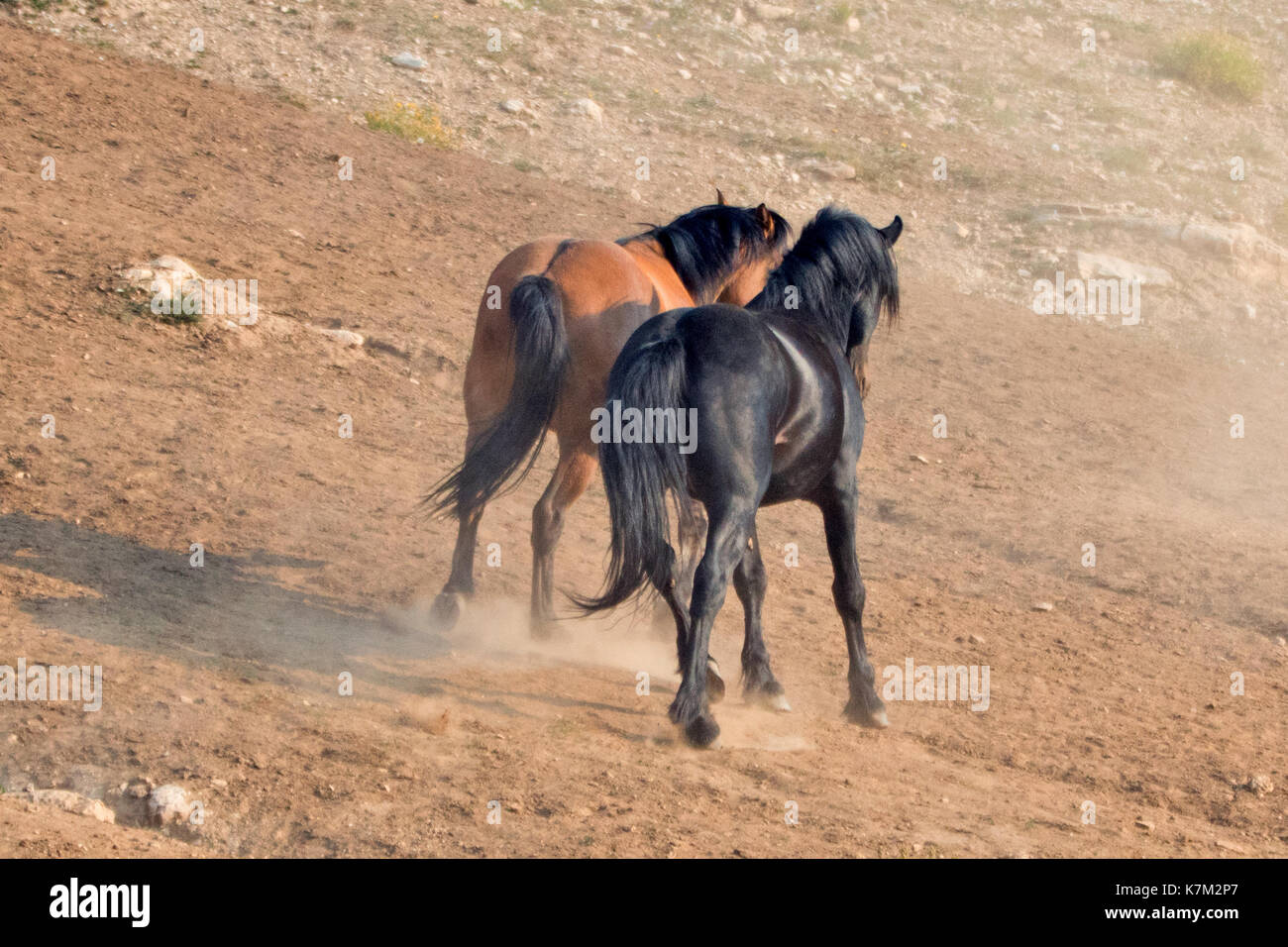Wild mustang palomino stallion rearing hi-res stock photography and ...