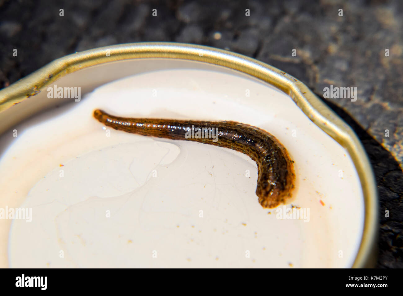 Leach on the lid of the jar. Bloodsucking animal. A subclass of ...