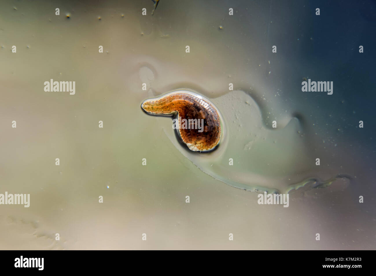 Blood fluke worm hi-res stock photography and images - Alamy